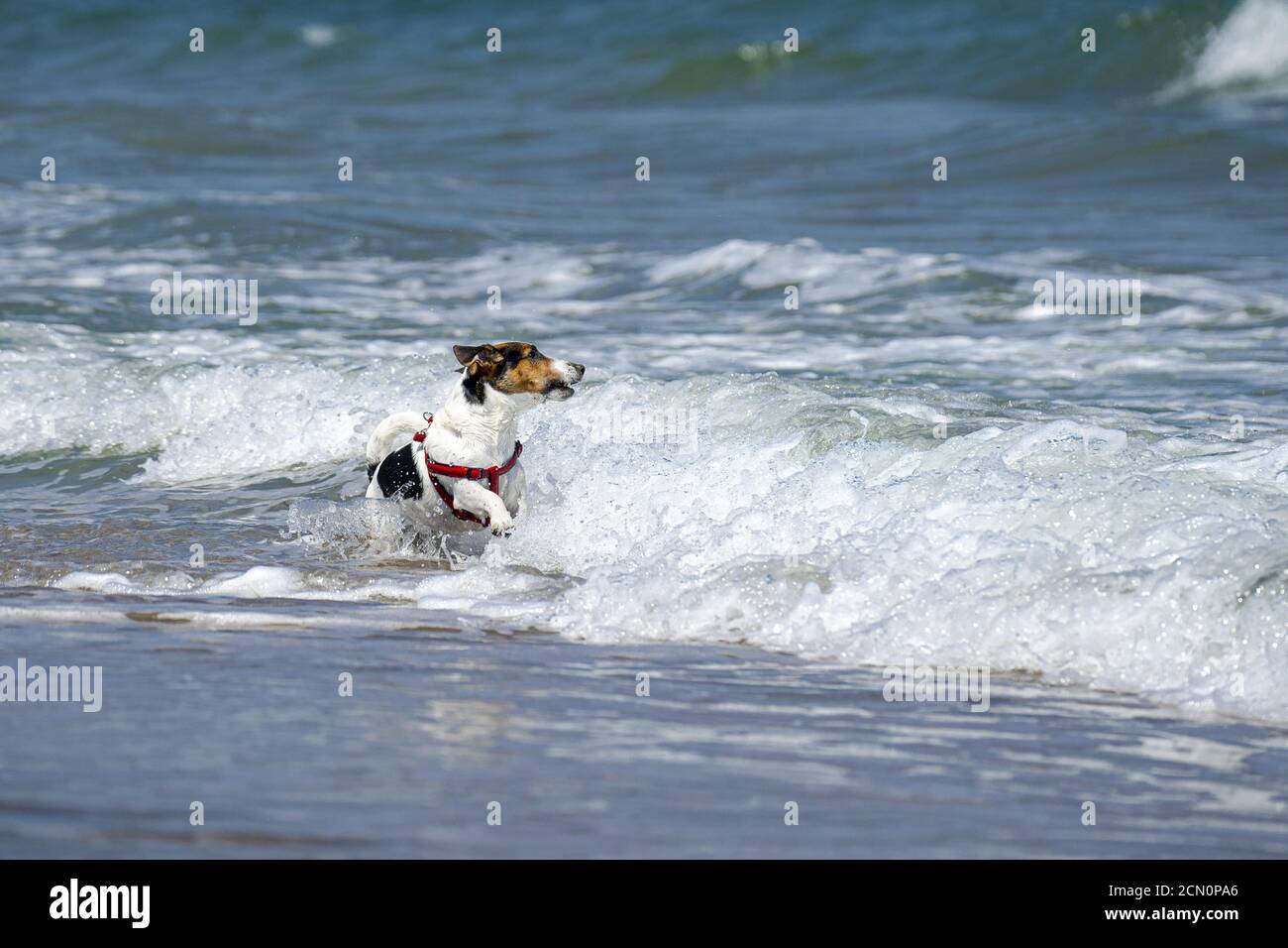 Adorable dog playing on the beach Stock Photo - Alamy