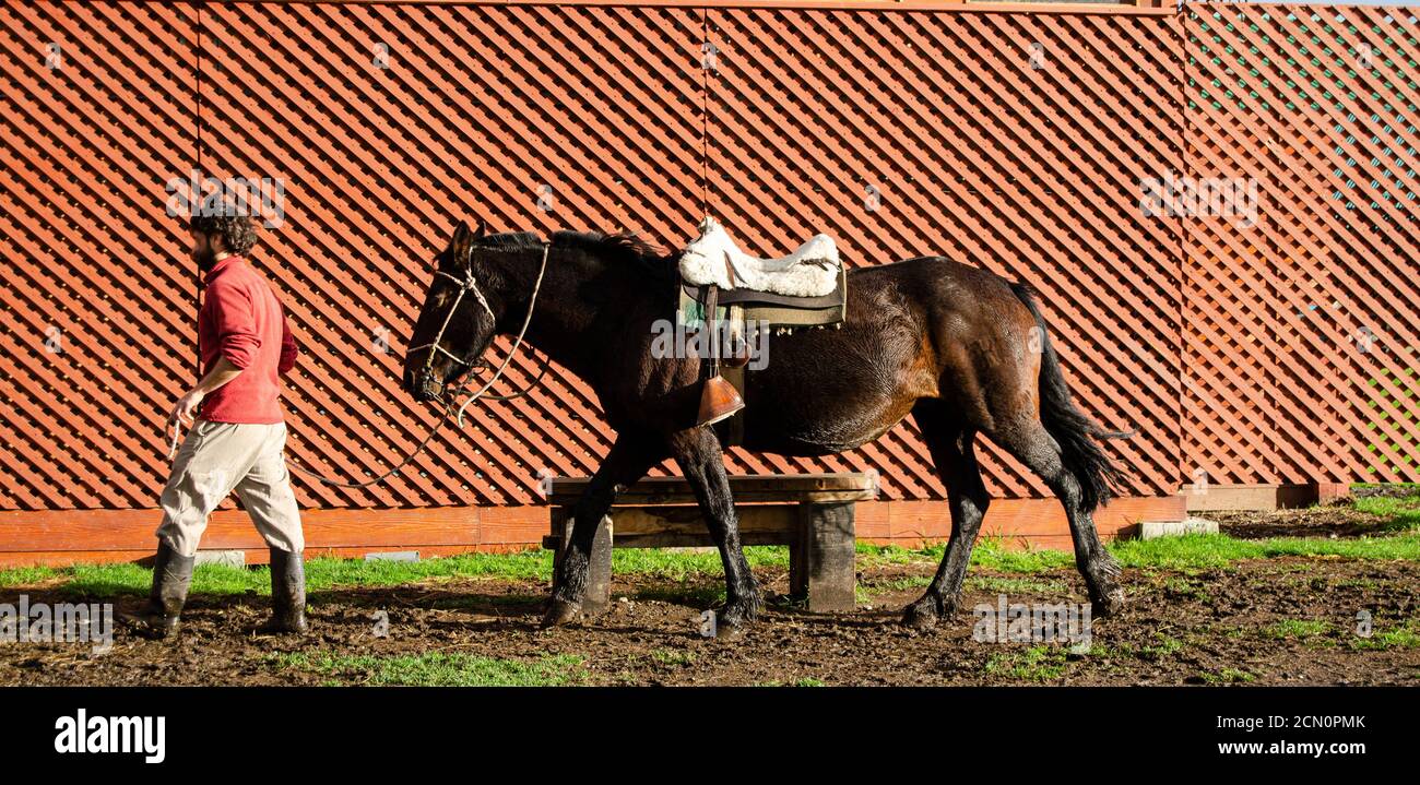 A man leading saddle horse to the stable Stock Photo - Alamy