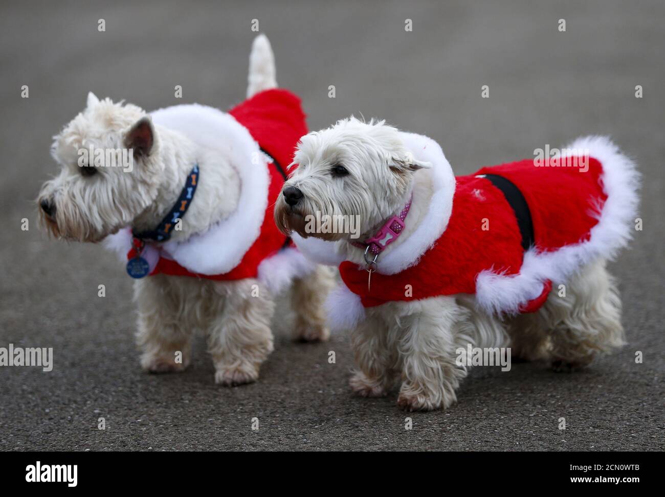 Do Scottish Terriers Swim