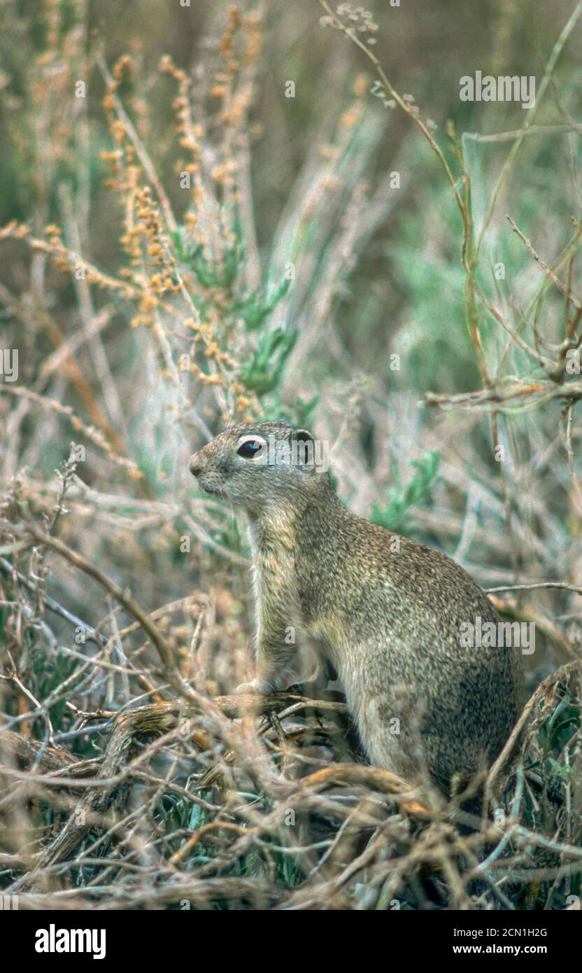 North american ground squirrel hi-res stock photography and images - Alamy