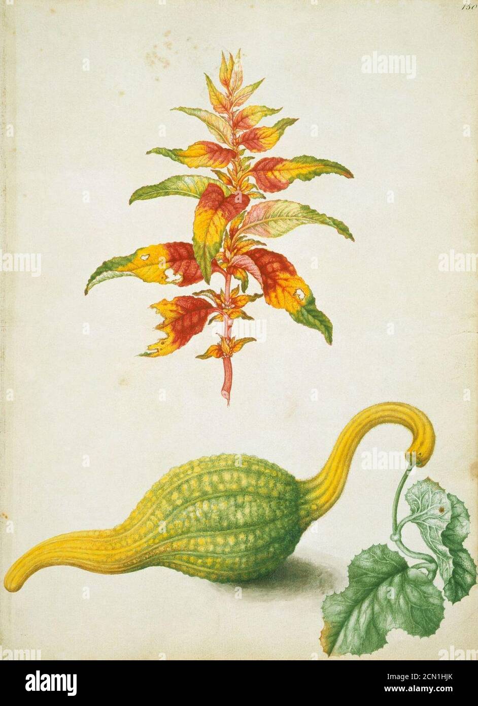 Bottle gourd tree hi-res stock photography and images - Alamy