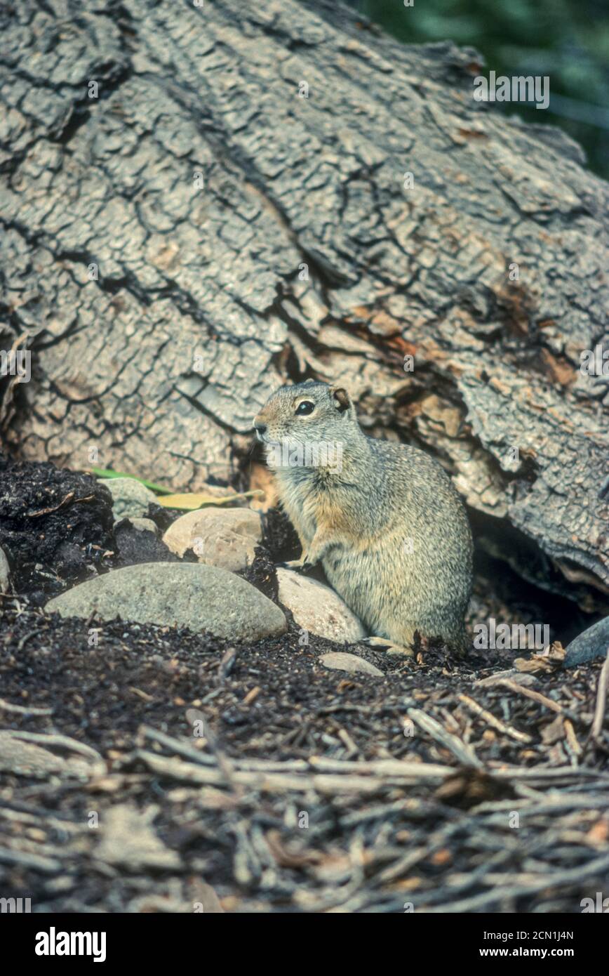 Uinta Ground Squirrel (Urocitellus armatus), formerly (Citellus armatus ...