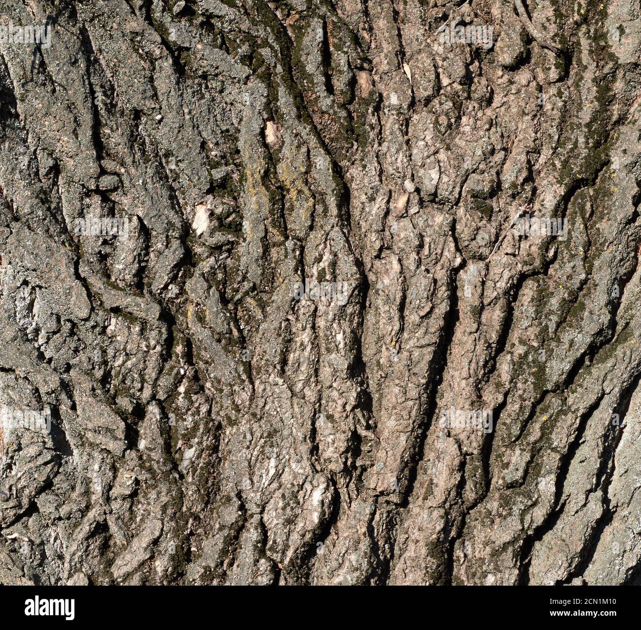 growing tree bark texture, fragment, full frame Stock Photo - Alamy