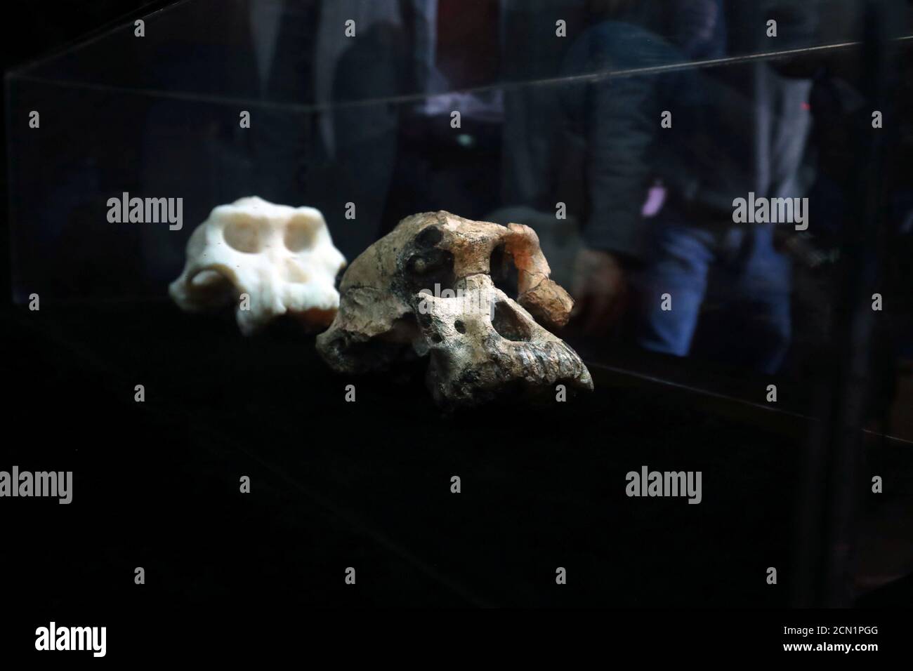 Australopithecus anamensis hi-res stock photography and images - Alamy