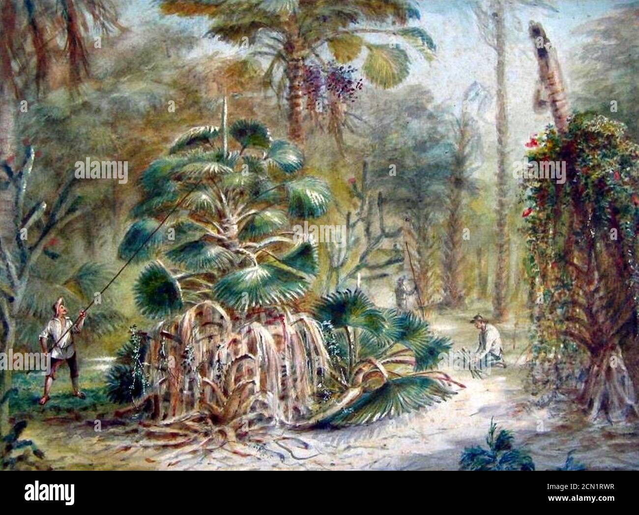 José dos Reis Carvalho - Corte de Carnaúba Stock Photo - Alamy