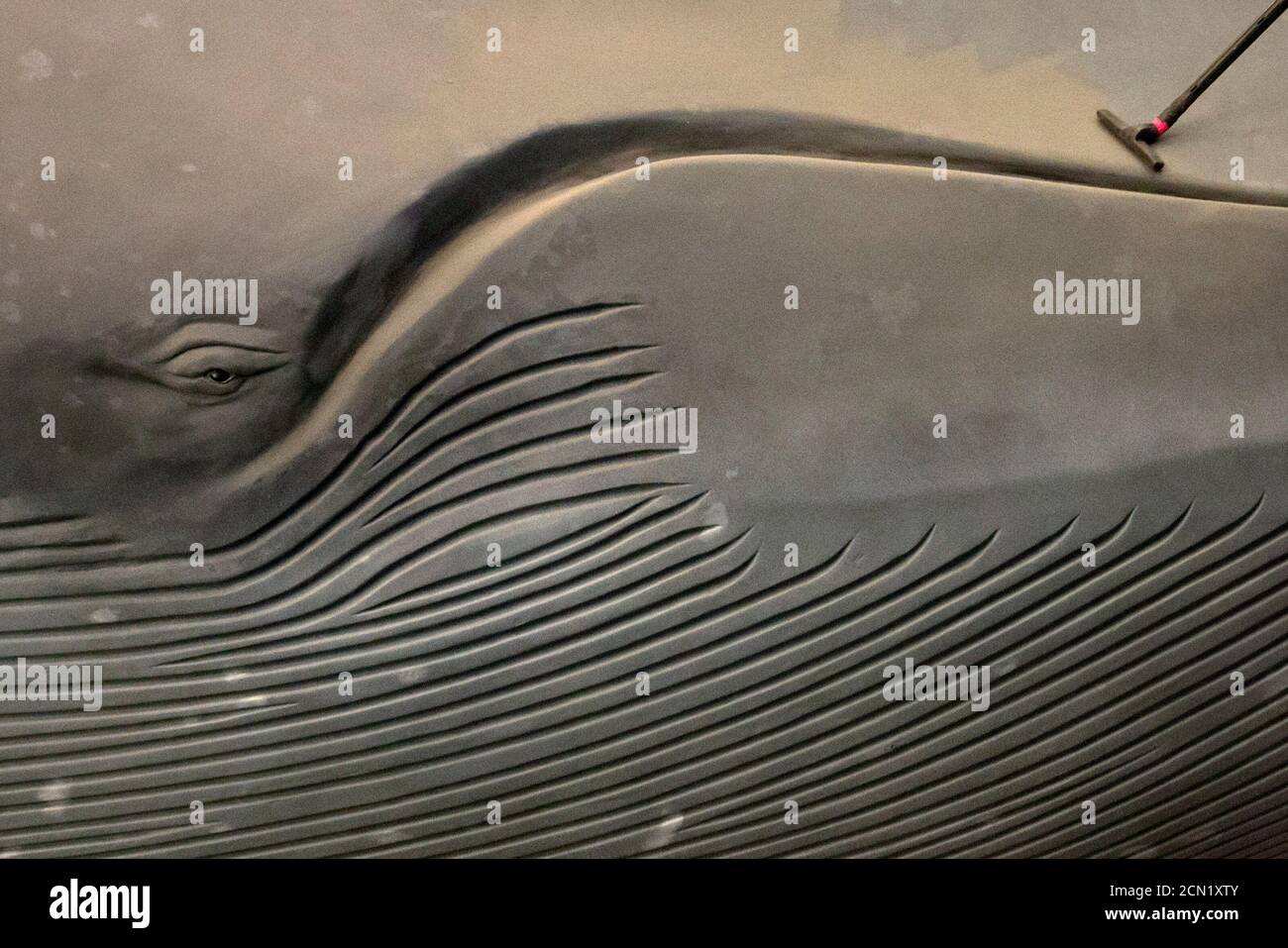 American museum of natural history whale hi-res stock photography and ...