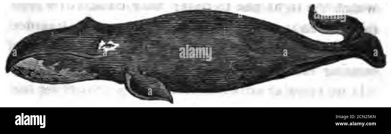 A voyage Cut Out Stock Images & Pictures - Alamy