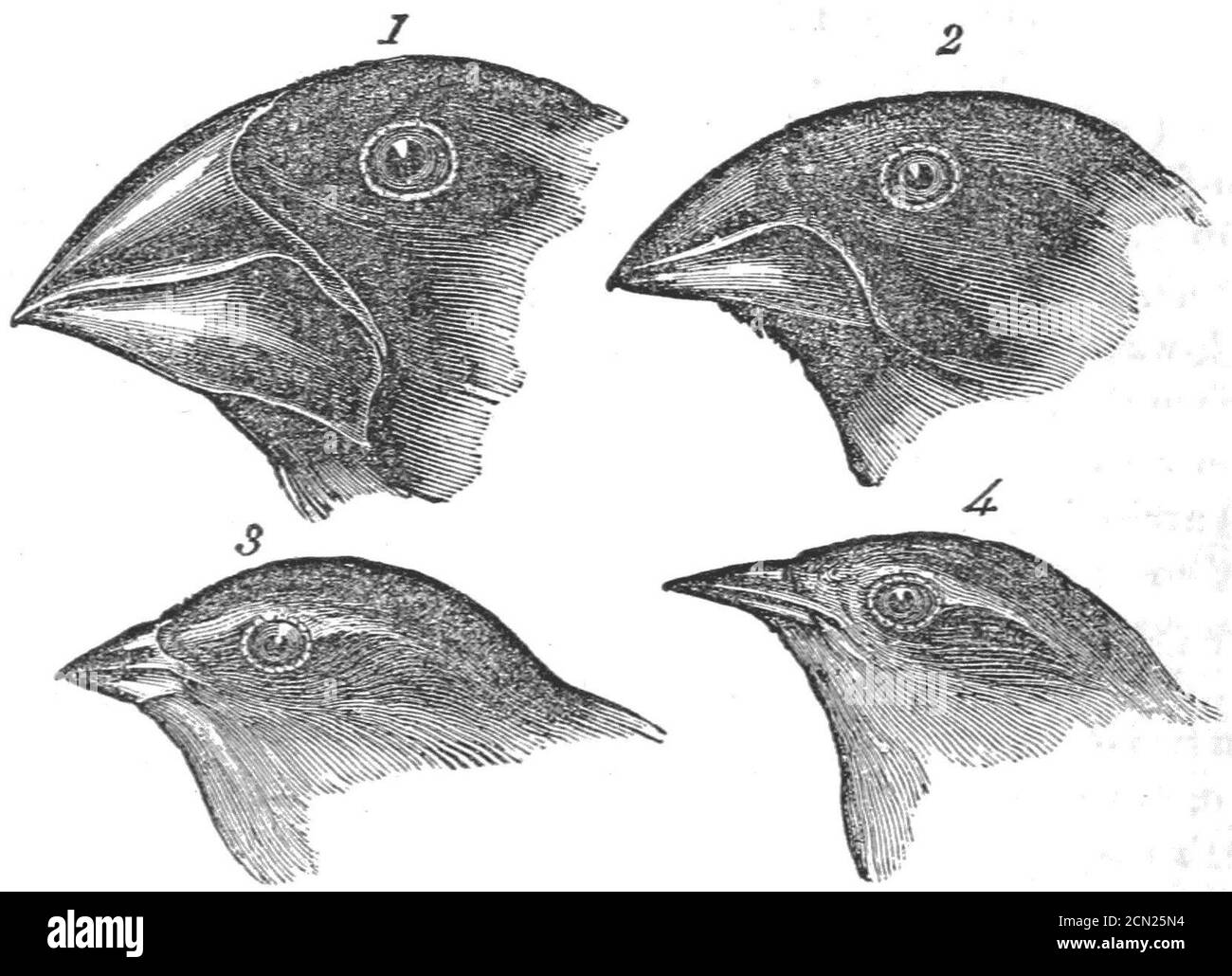 1860 journal hi-res stock photography and images - Alamy