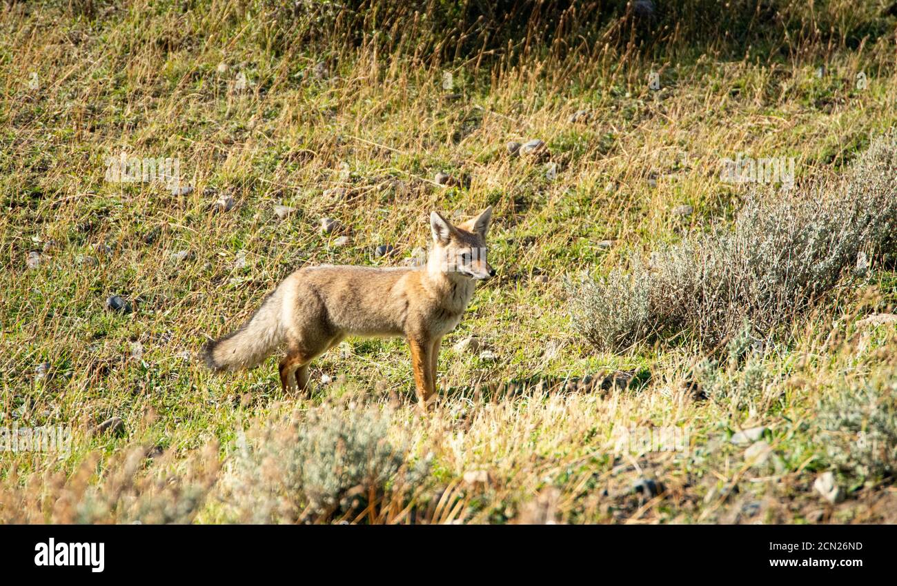 Close up on Southern grey fox in Torres del Paine Park in Patagonia ...