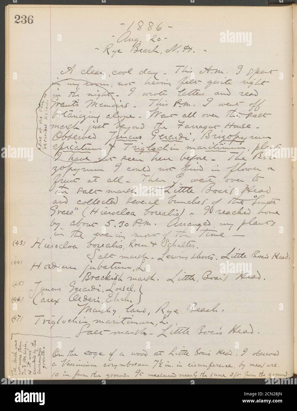 Journal, 1885-1886 (Page 236 Stock Photo - Alamy