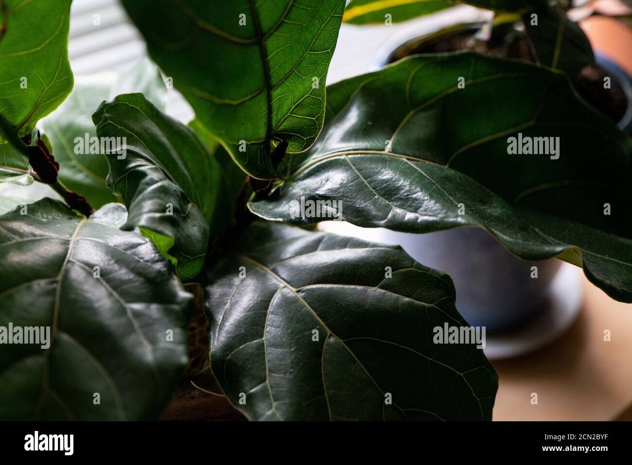 Detail of Fiddle Leaf Fig house plant in natural window light Stock ...