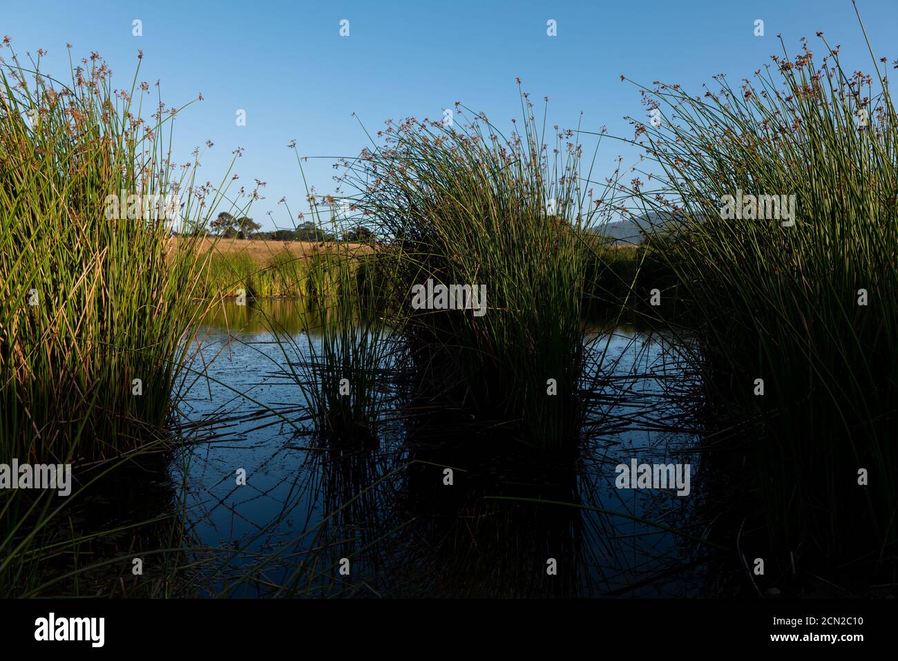 Tall pond grasses growing out of blue pond water in California Stock ...