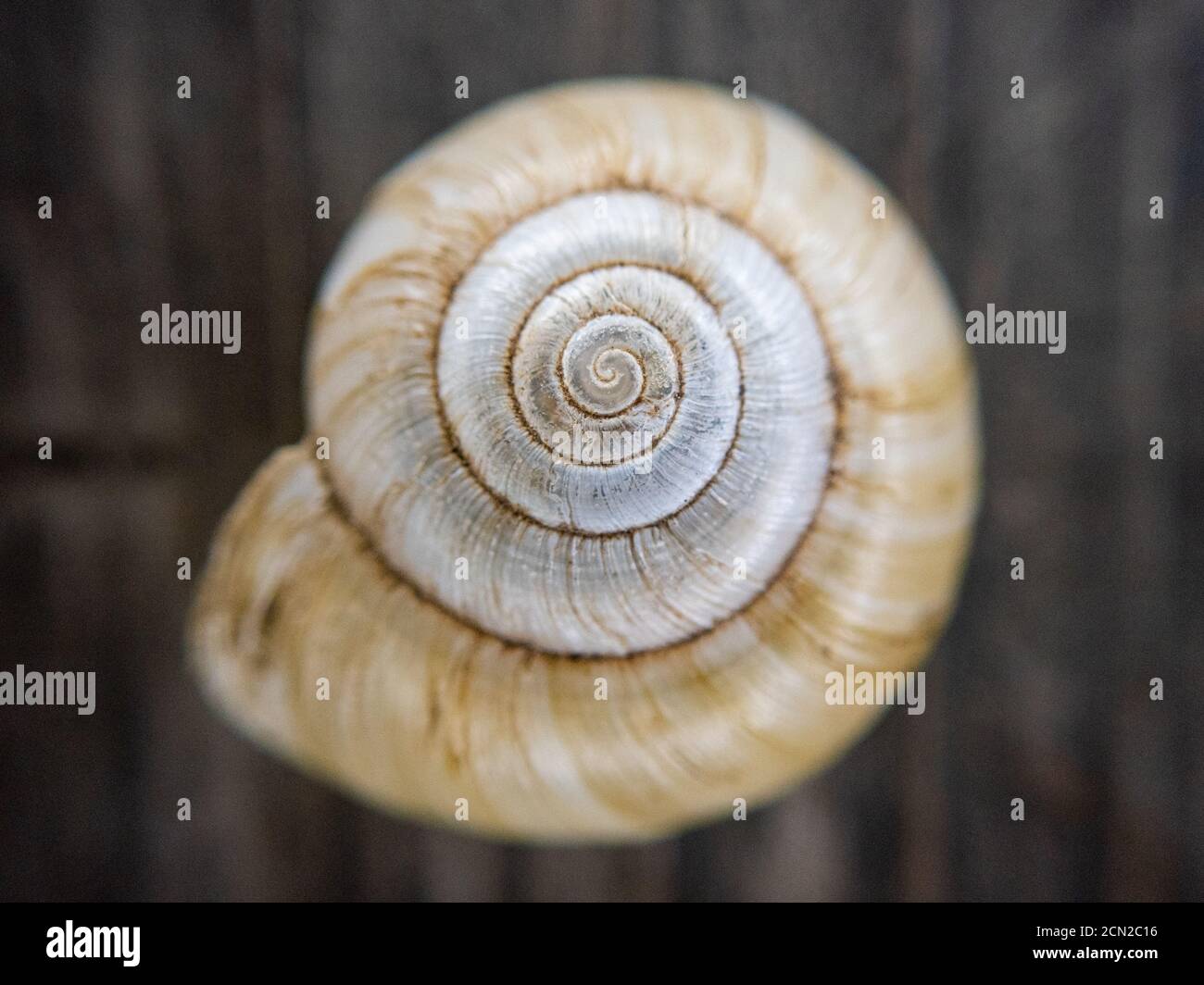Close up shell spiral detail hi-res stock photography and images - Alamy