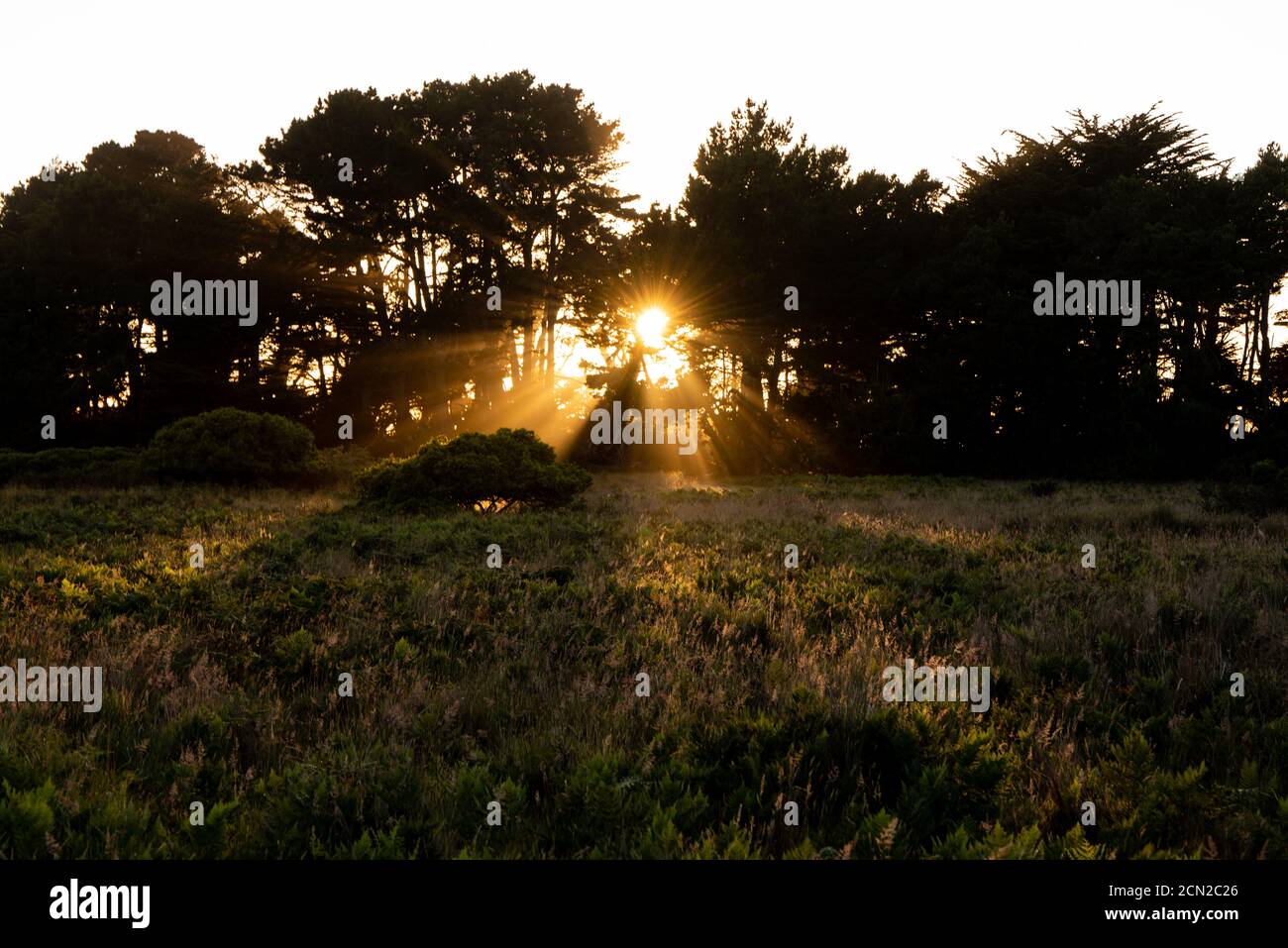Sun rays shining through row of trees onto field in California Stock ...