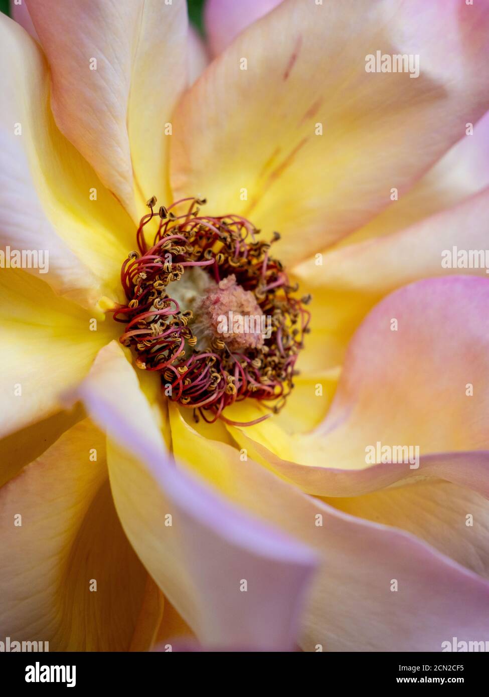 Close up colorful detail of interior of open rose bloom Stock Photo - Alamy