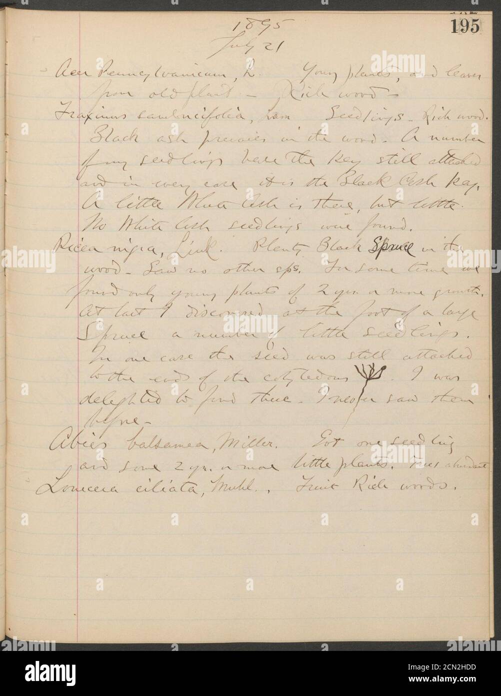 Journal,1895-1896 (bulk), 1895-1927 (inclusive) (Page 195 Stock Photo ...