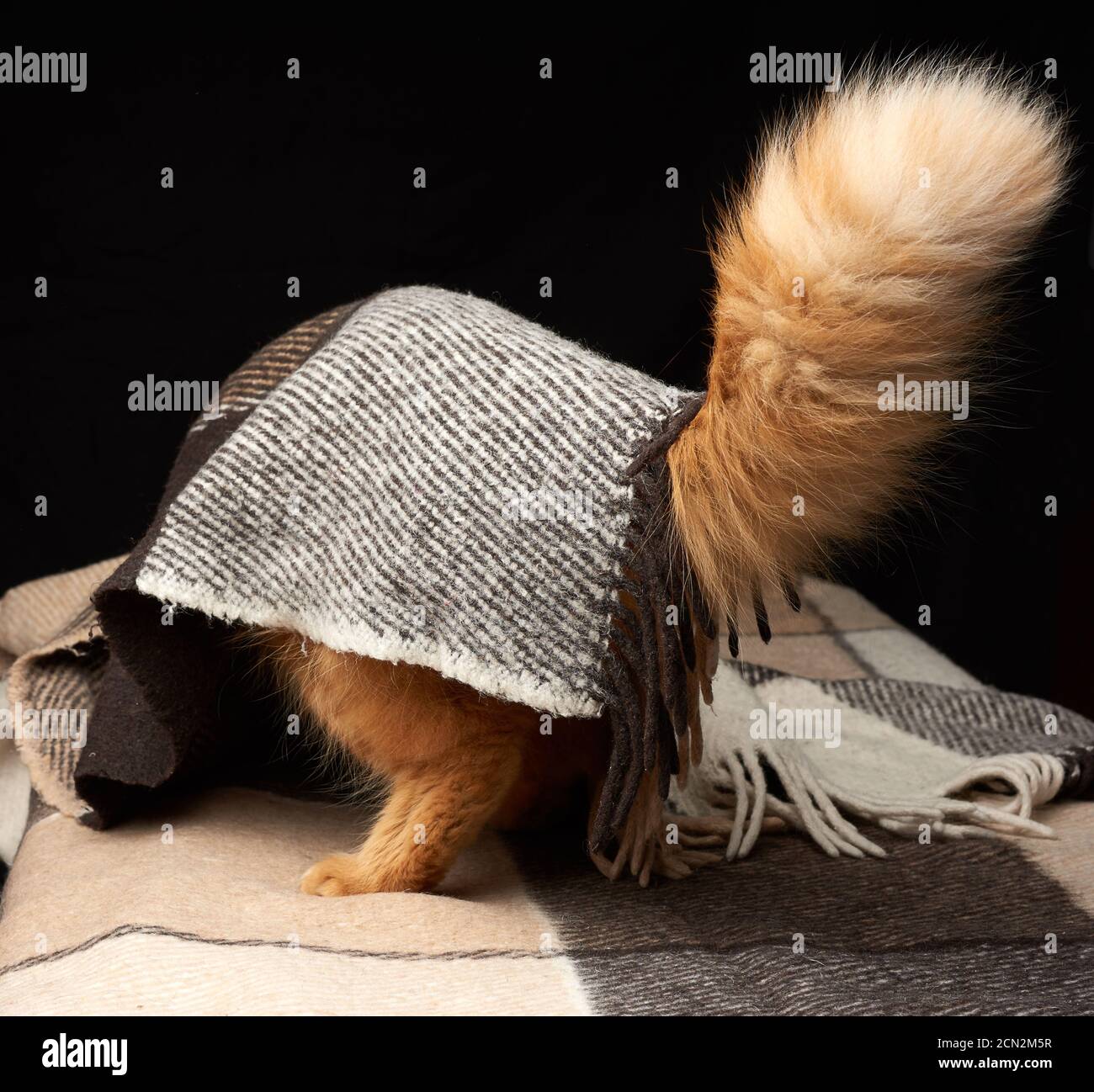 Wearing Animal Tails