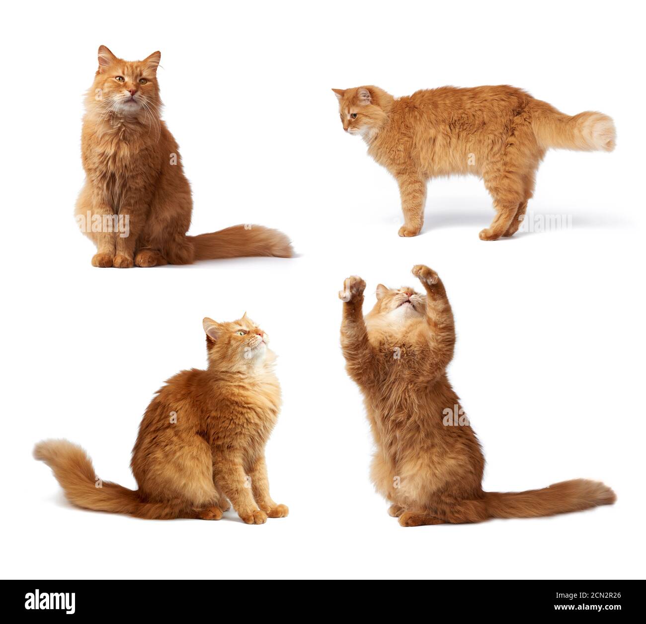 adult fluffy ginger cat in various poses, animal isolated on a white ...