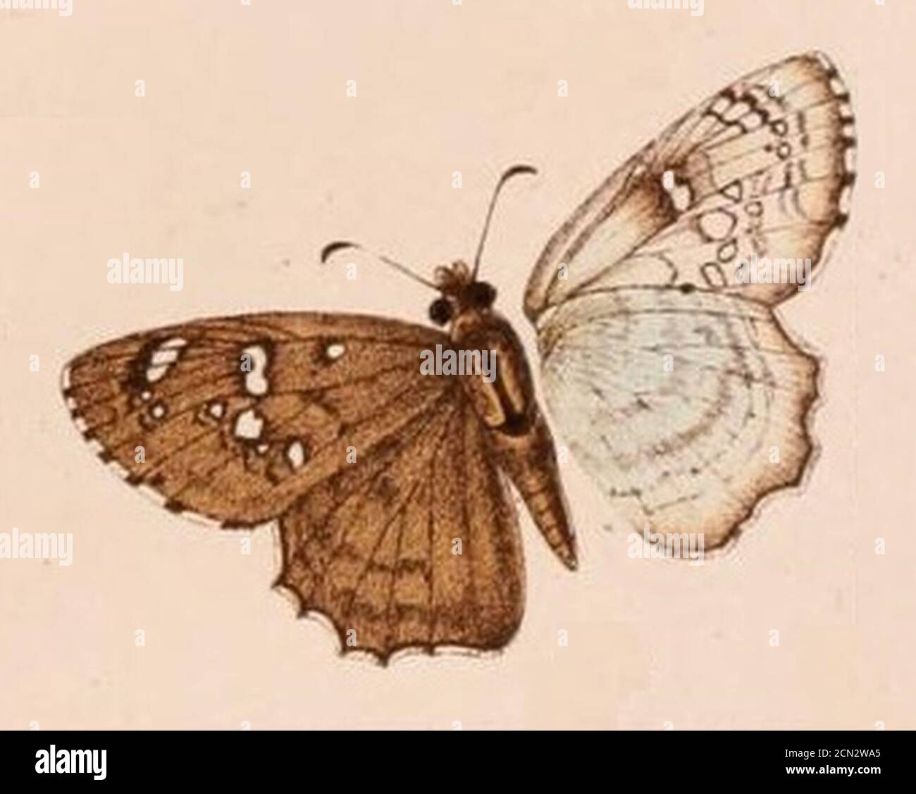 JournalBombayNHS1891PlateG Caprona Alida Stock Photo - Alamy