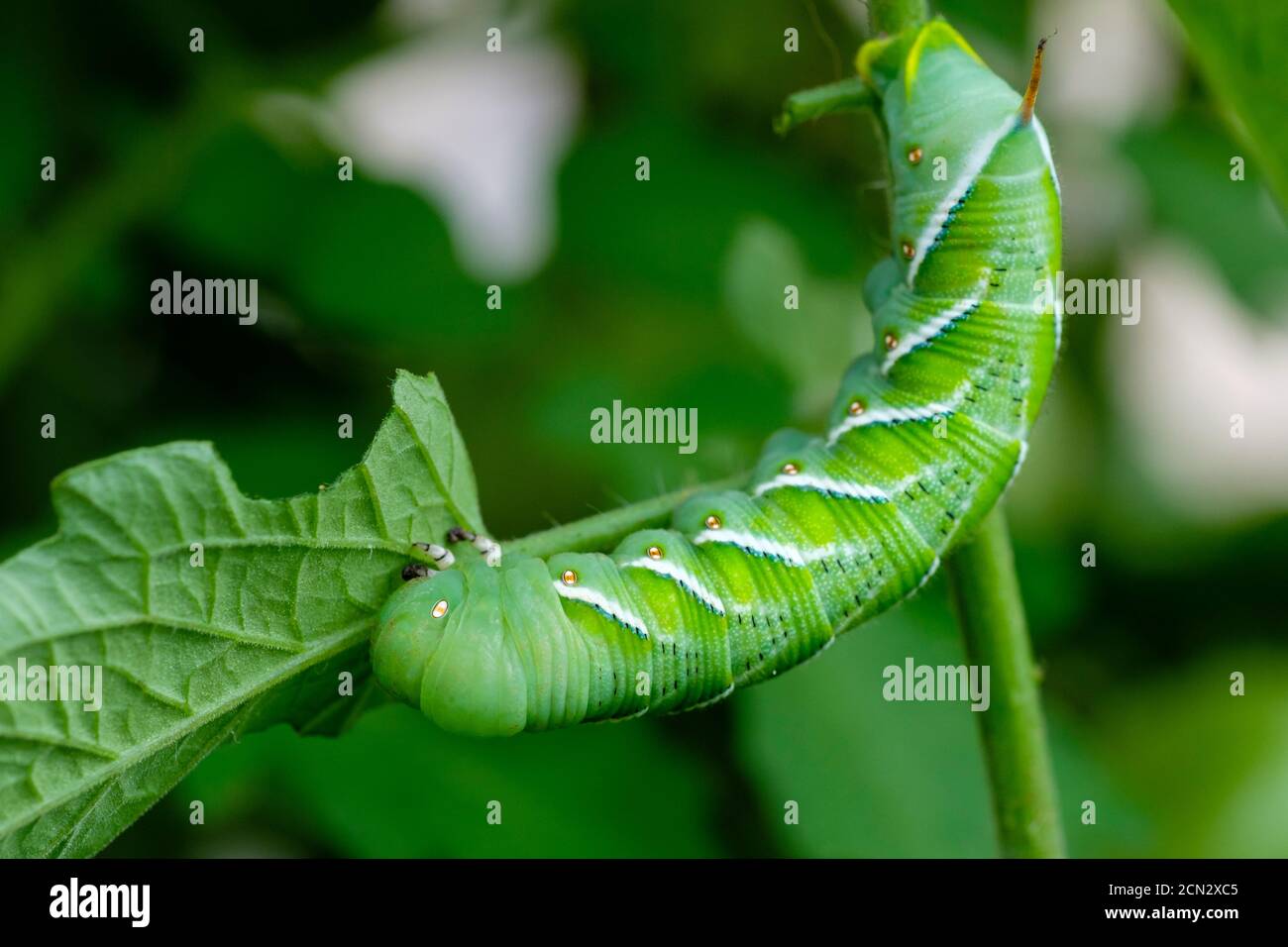 Tomato hornworms hi-res stock photography and images - Alamy