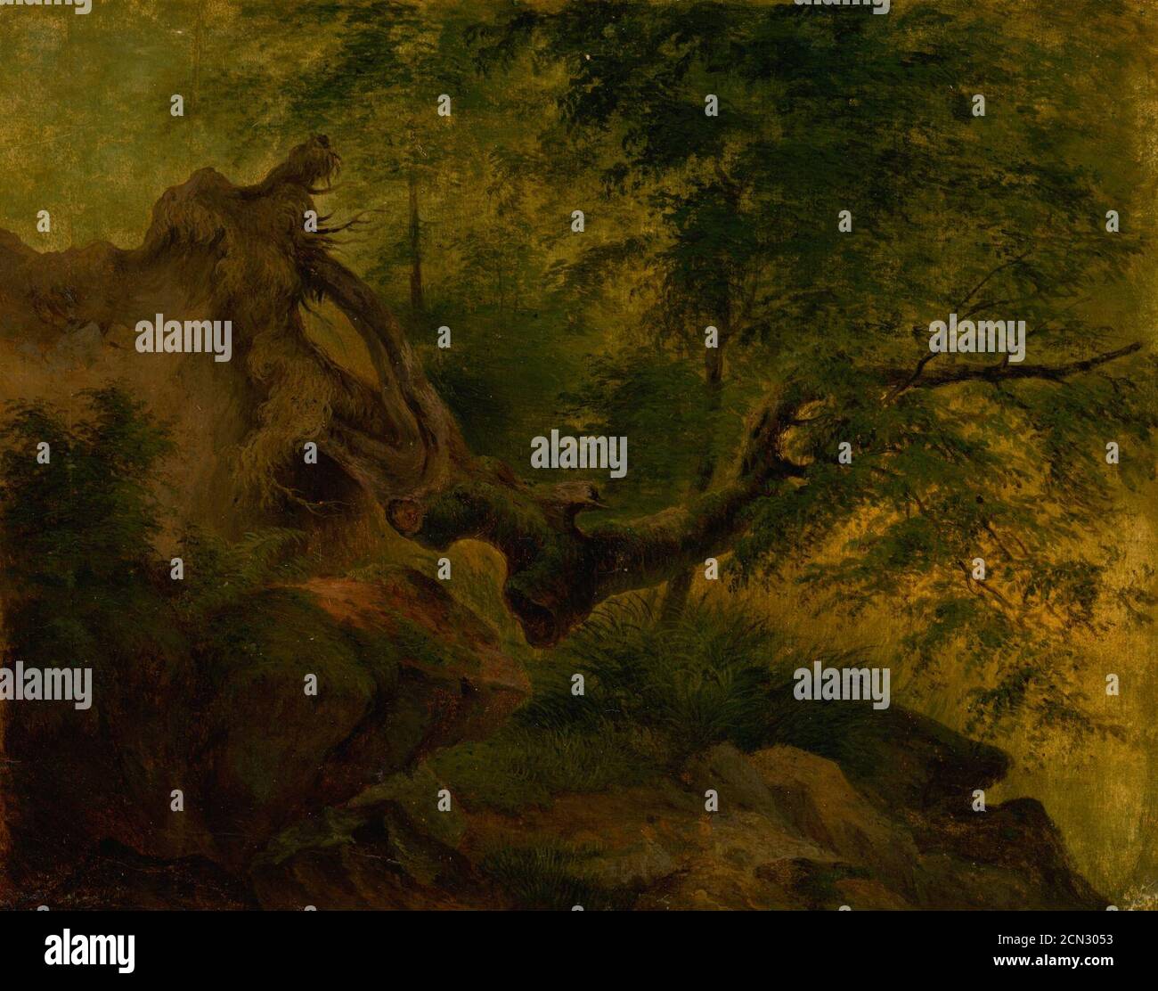 Jozef Božetech Klemens - Uprooted Tree (Windthrow Stock Photo - Alamy