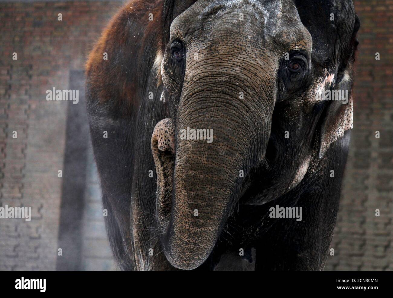 Steam elephant hi-res stock photography and images - Alamy
