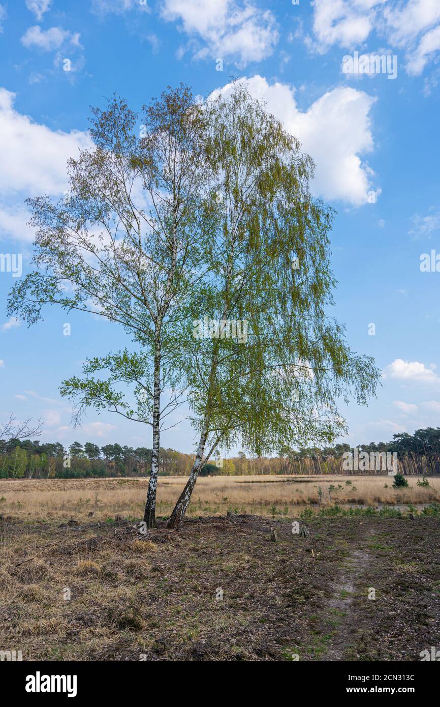 Hiking in the moorland of Diersfordt forest in spring Stock Photo - Alamy