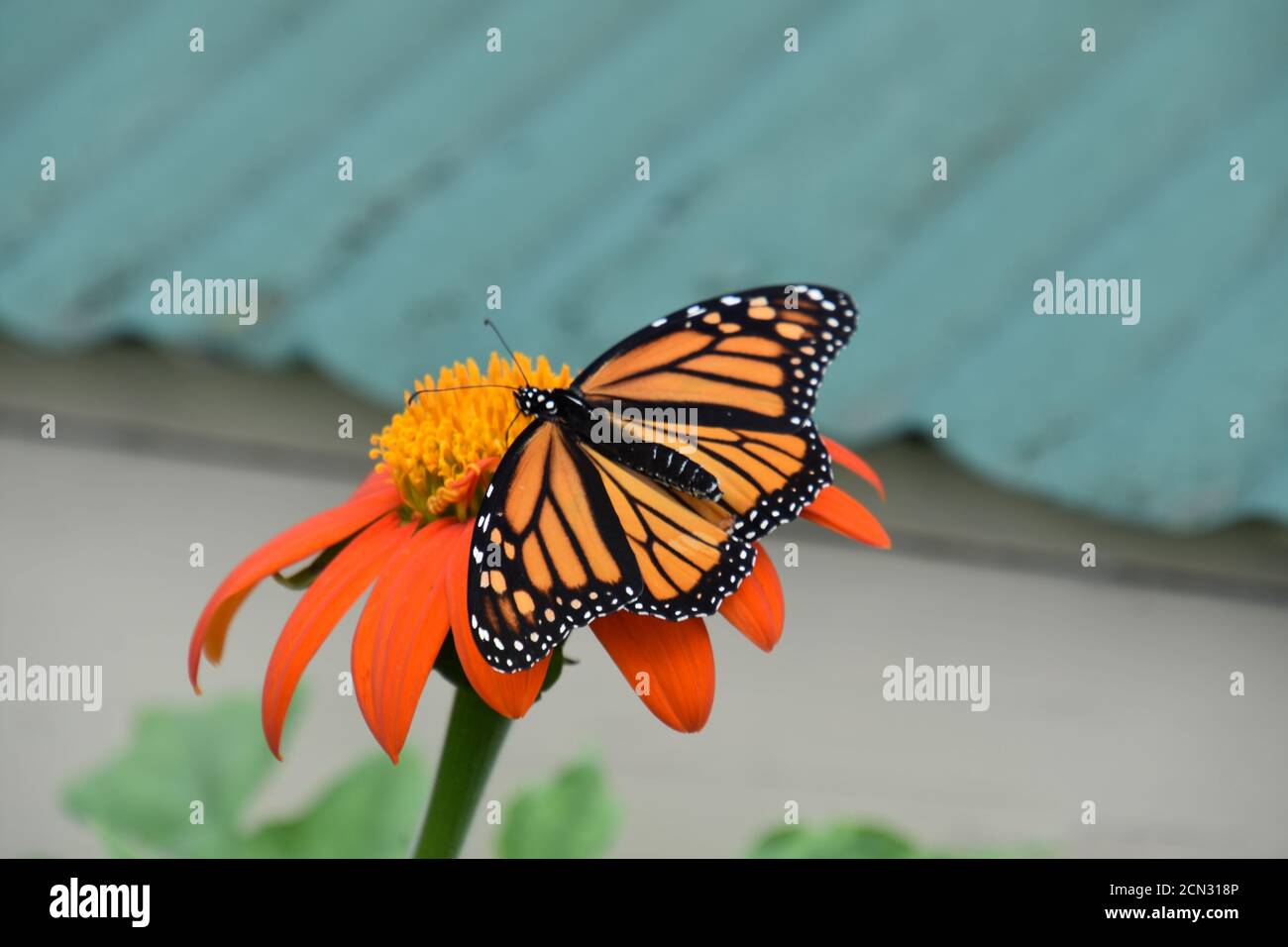 Beautiful Monarch Butterfly Stock Photo - Alamy