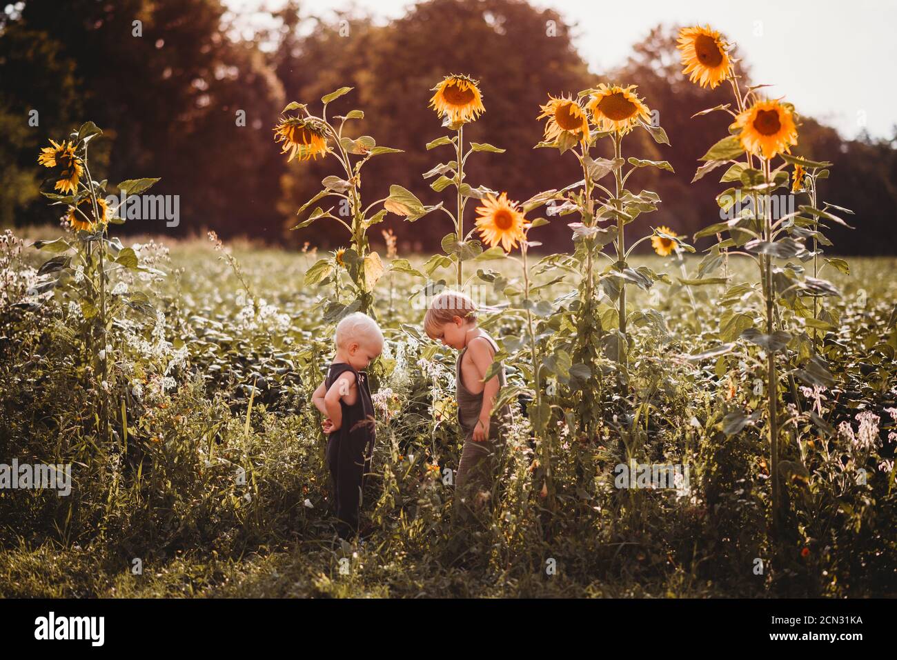 Children facing each other in a field of tall sunflowers at sunset ...