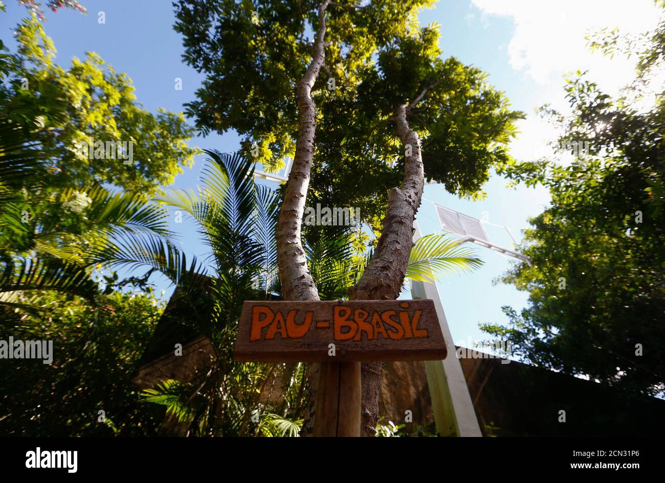 Brazilwood High Resolution Stock Photography and Images - Alamy