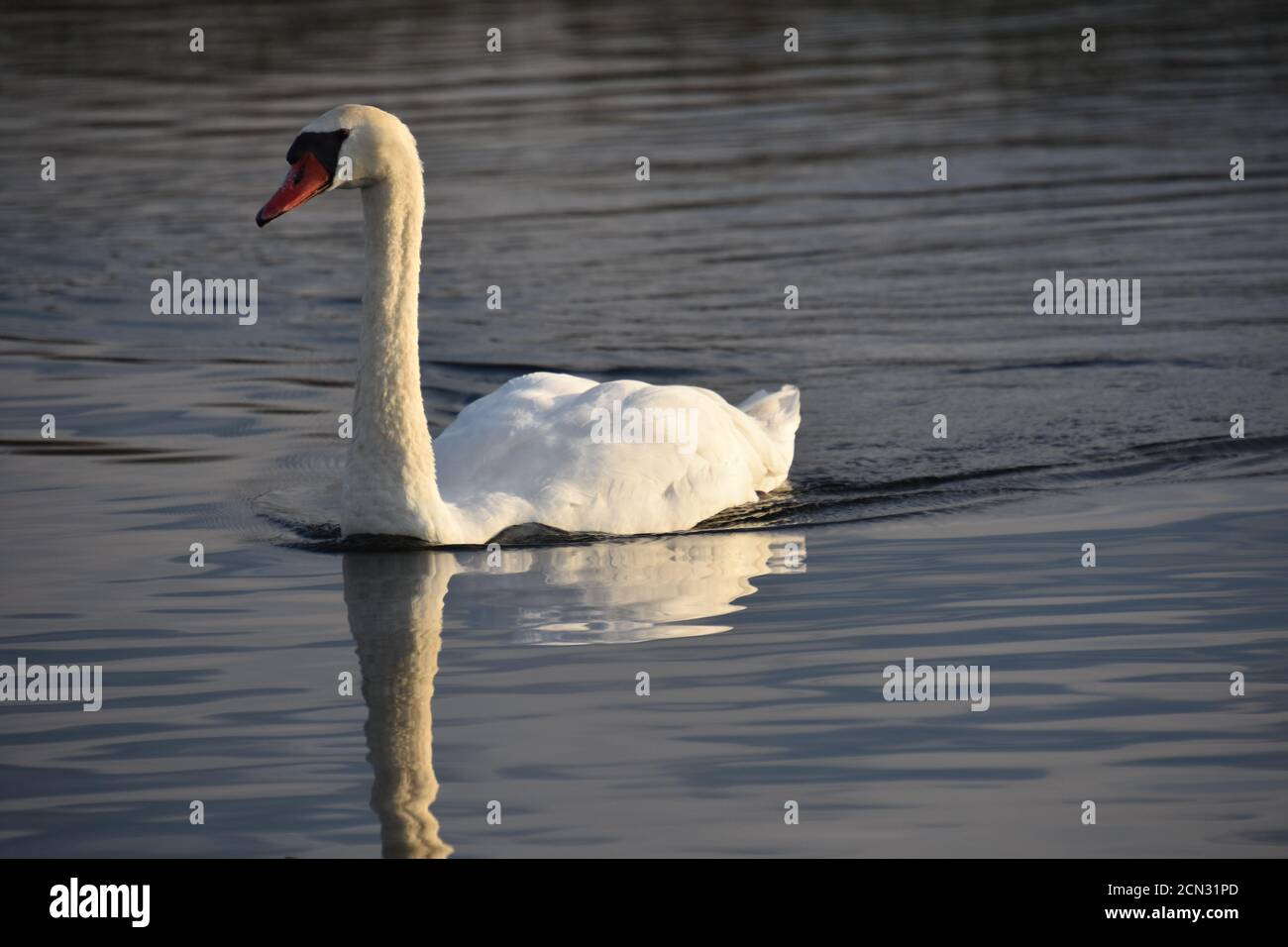 Beautiful Swan Gliding on the Water Stock Photo - Alamy