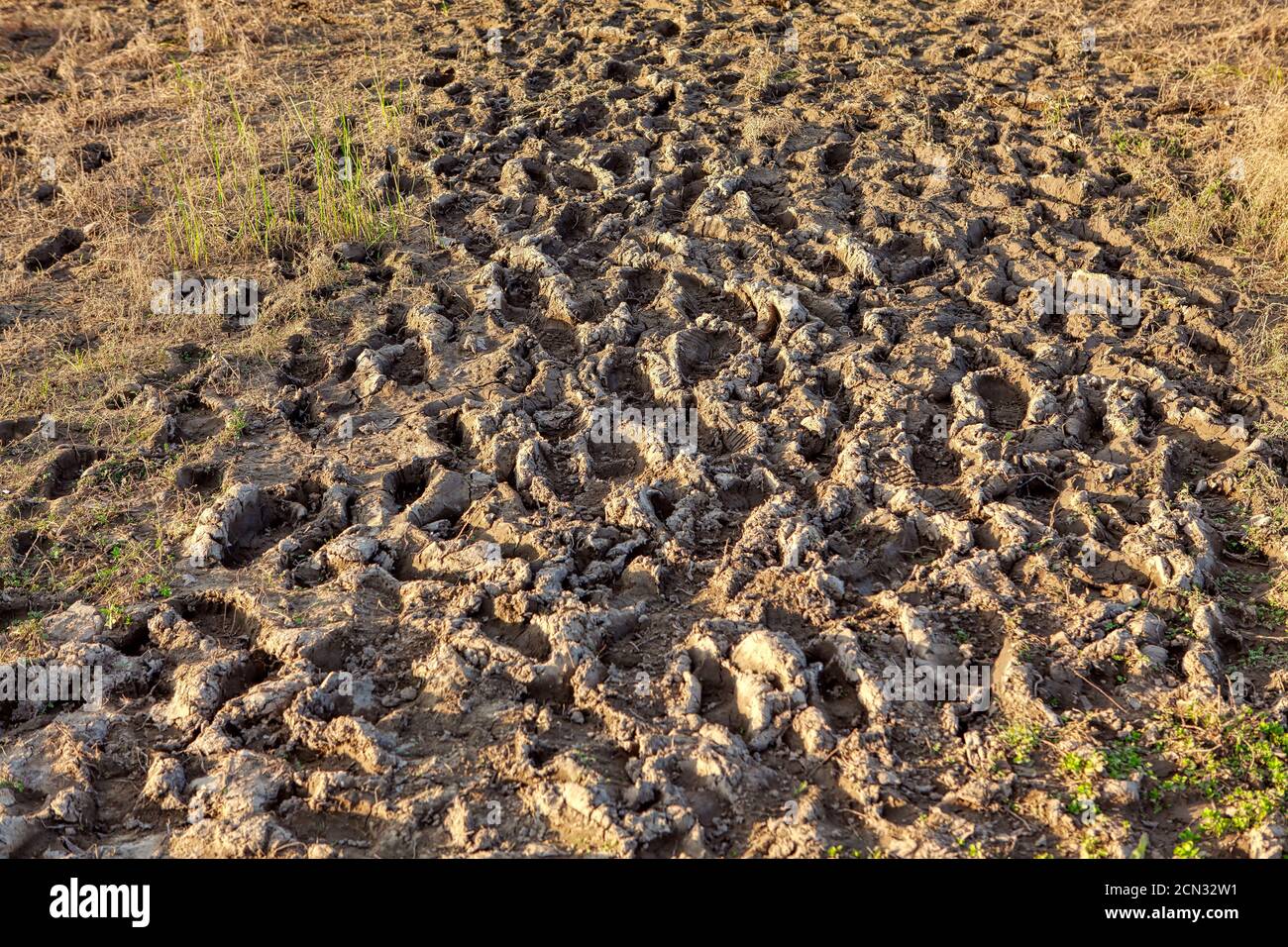 Background of footprints on the dirt Stock Photo - Alamy