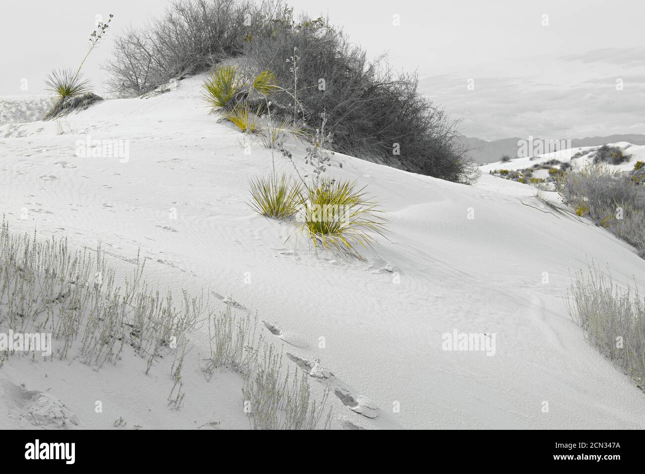 View of White Sands National Park gypsum sand dunes with vegetation ...