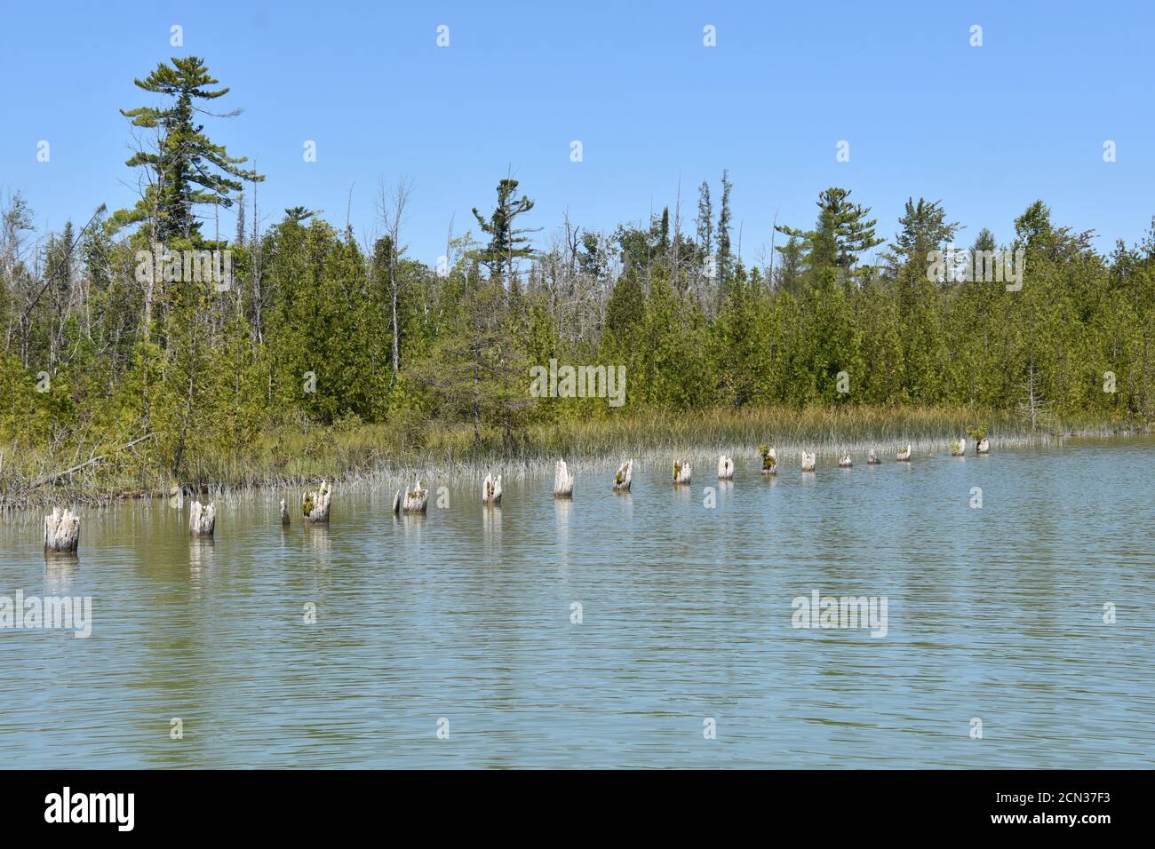 Tree Stumps in a Lake Stock Photo - Alamy