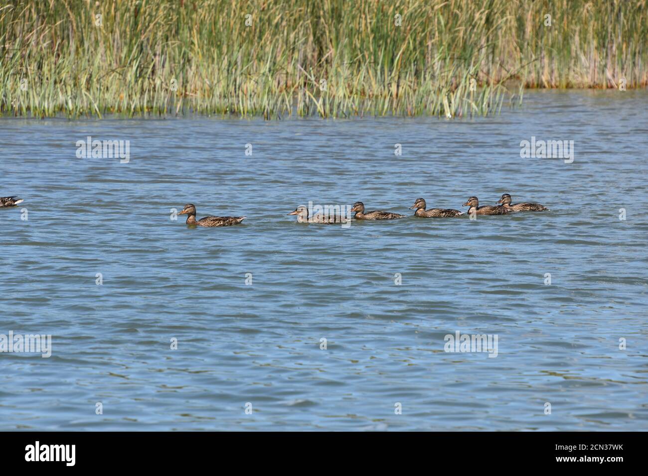 5 ducks in a row Stock Photo - Alamy