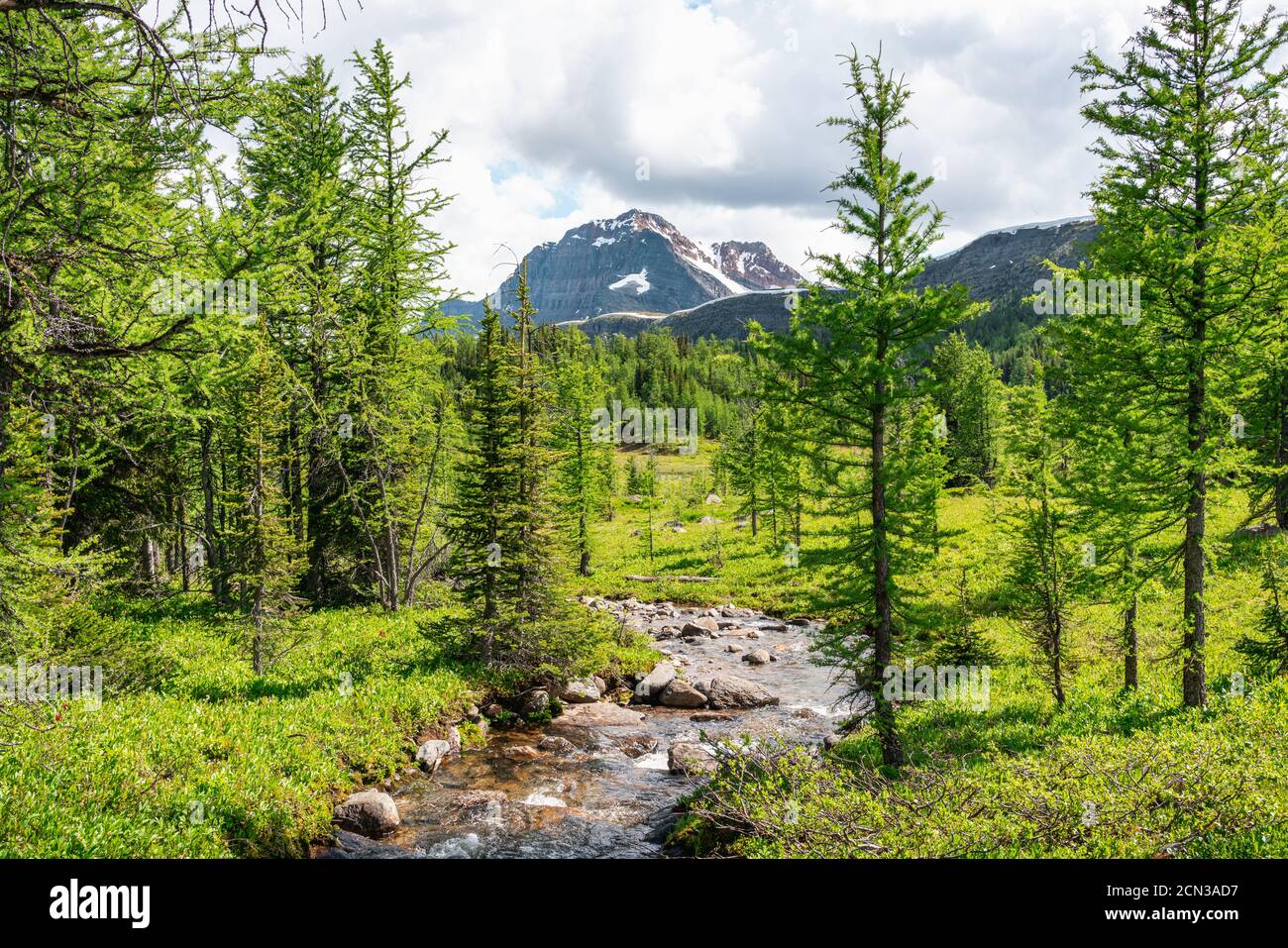 Healey Pass Sunshine Meadows in the Canadian Rockies Stock Photo - Alamy