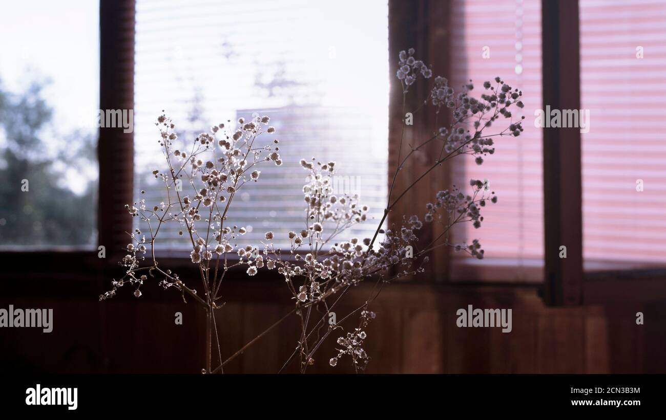 Dry white flowers on the window Stock Photo - Alamy