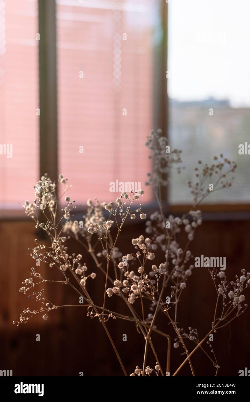 Dry white flowers on the window Stock Photo - Alamy