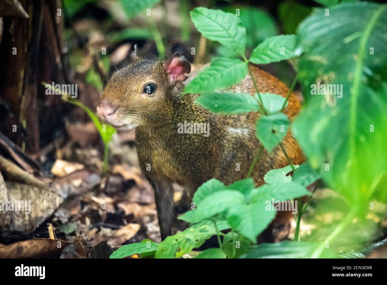 Lage park hi-res stock photography and images - Alamy