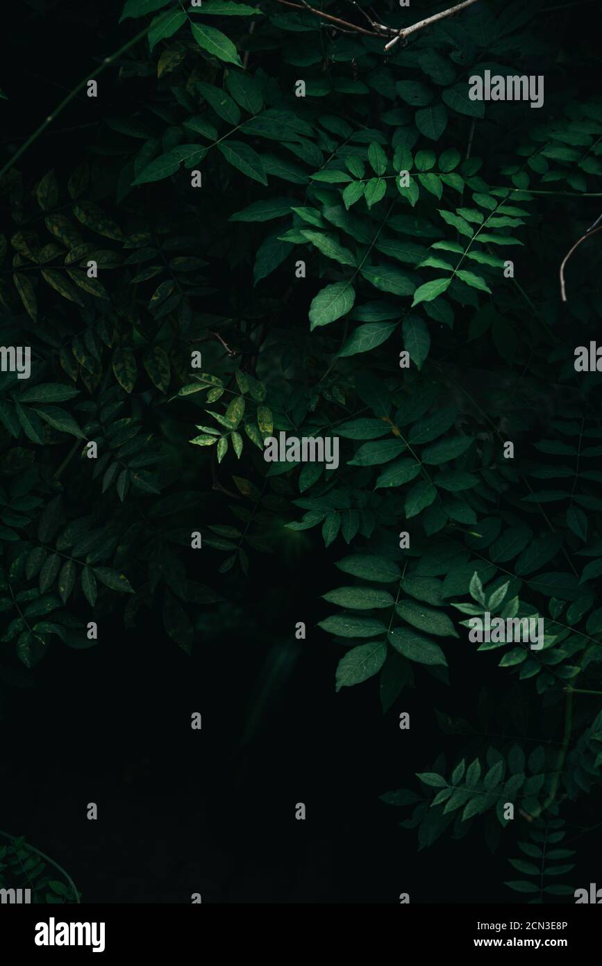 Dark green leaves bushes background Stock Photo - Alamy