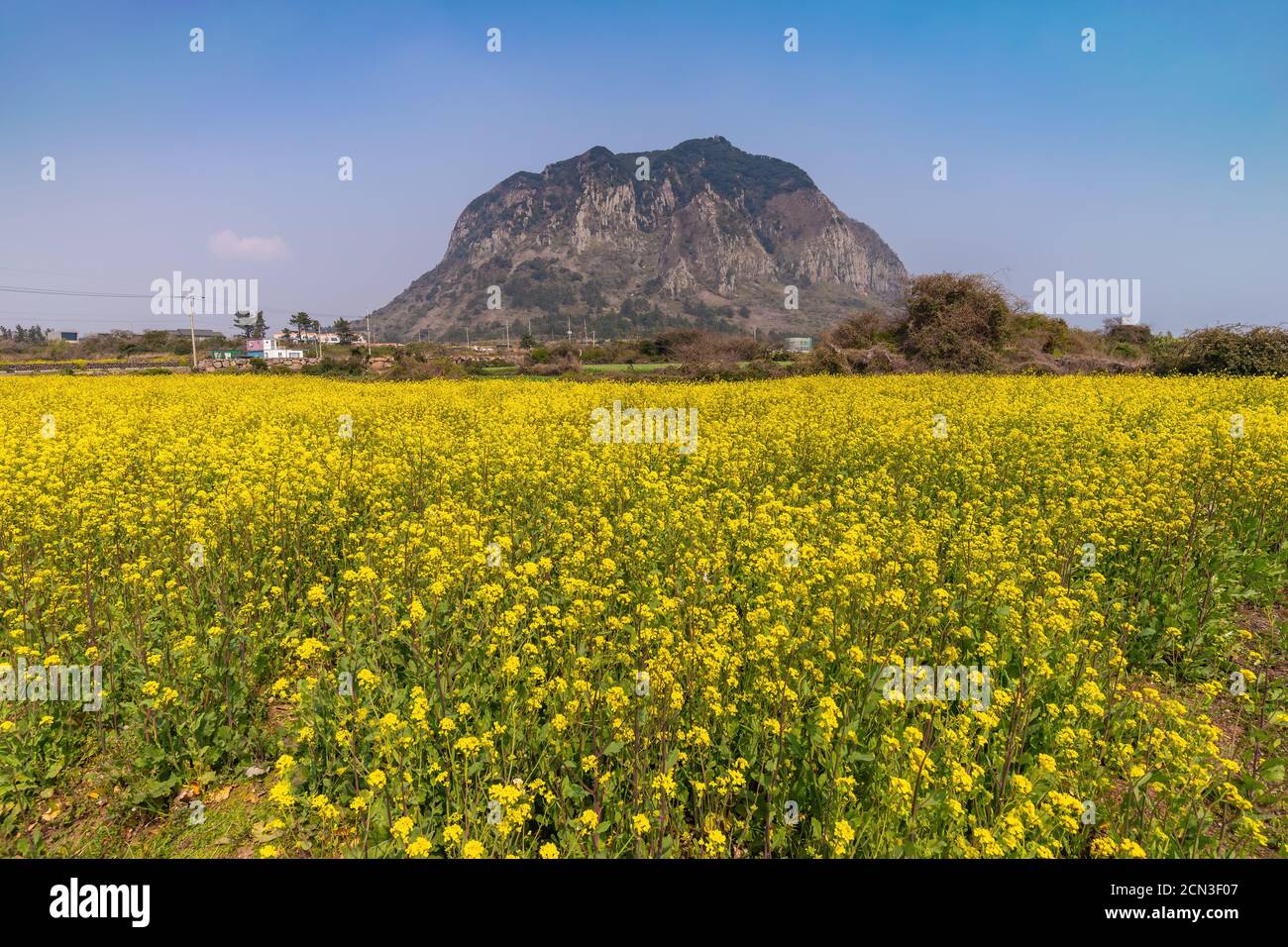 Jeju Island South Korea, nature landscape of canola field at Jeju Do ...