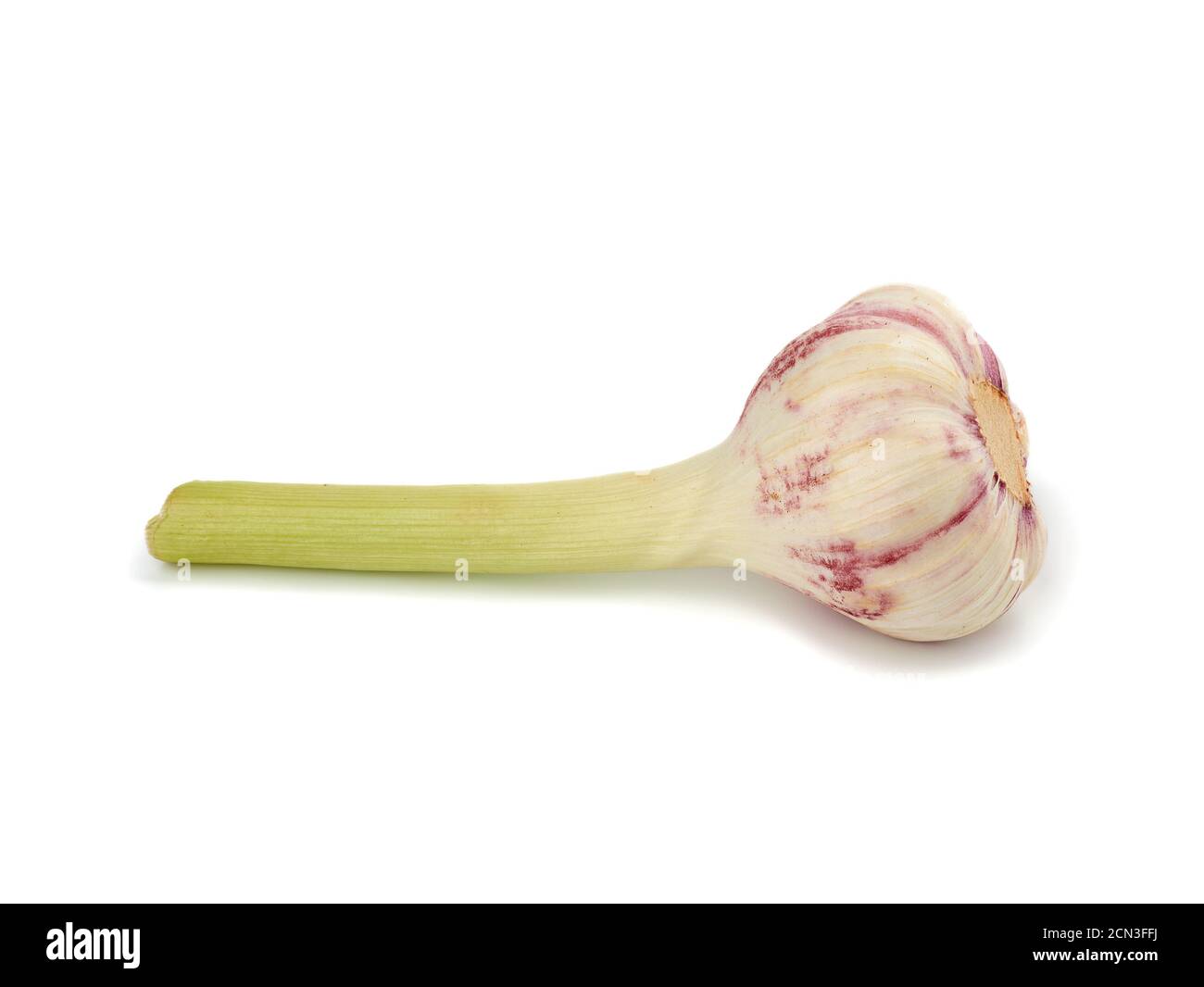 young garlic root isolated on white background Stock Photo - Alamy