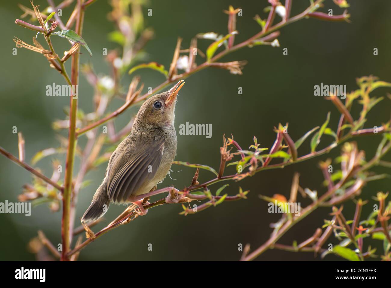 Little singing birds on tree branch Stock Photo - Alamy