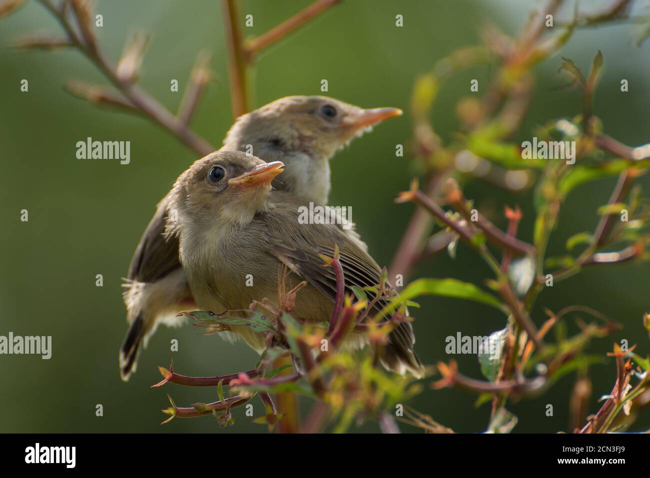 Little singing birds on tree branch Stock Photo - Alamy