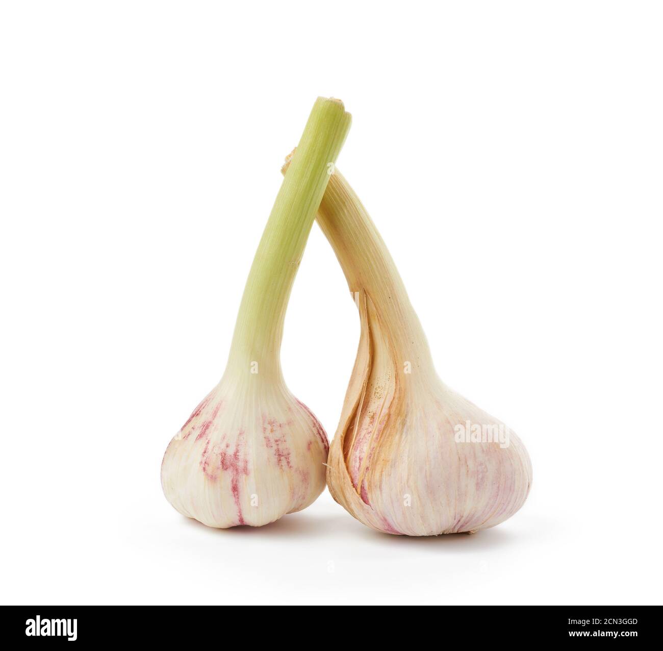 young garlic root isolated on white background, fragrant spice Stock ...