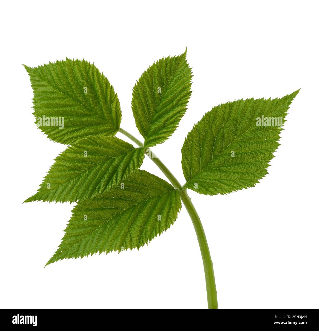 raspberry branch with green leaves isolated on white background Stock ...