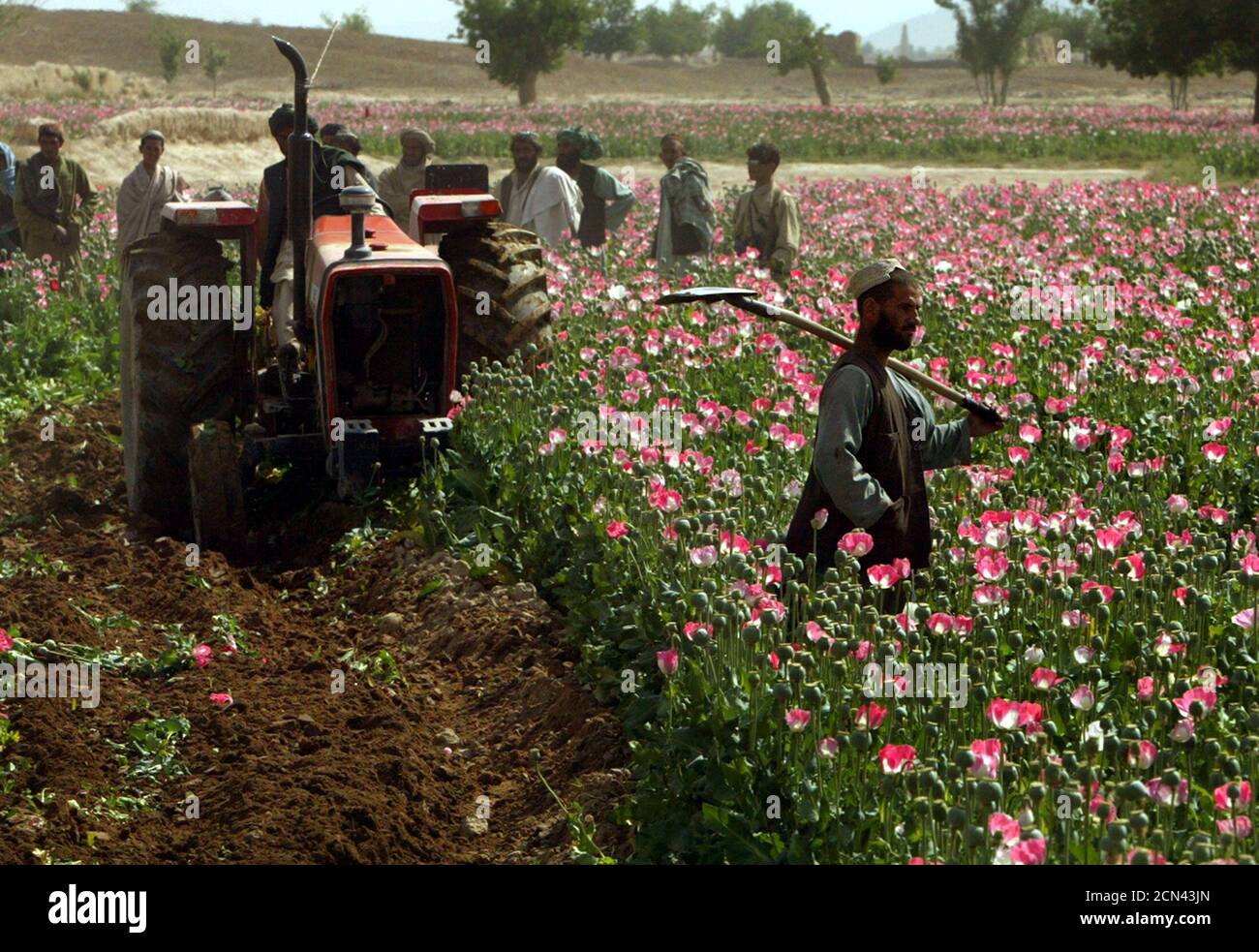 Afghan farmer in a poppy field hi-res stock photography and images - Alamy