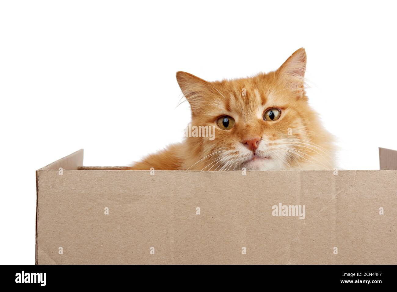 adult ginger cat sitting in a brown cardboard box on a white background ...