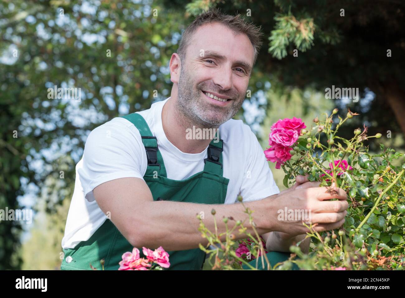 man gardener trimming and landscaping green bushes Stock Photo - Alamy