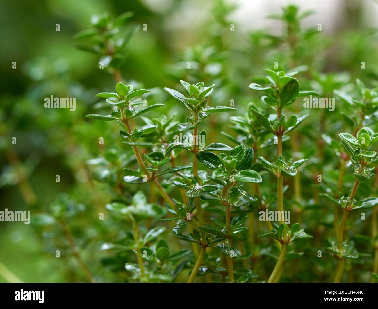 Thyme garden hi-res stock photography and images - Alamy